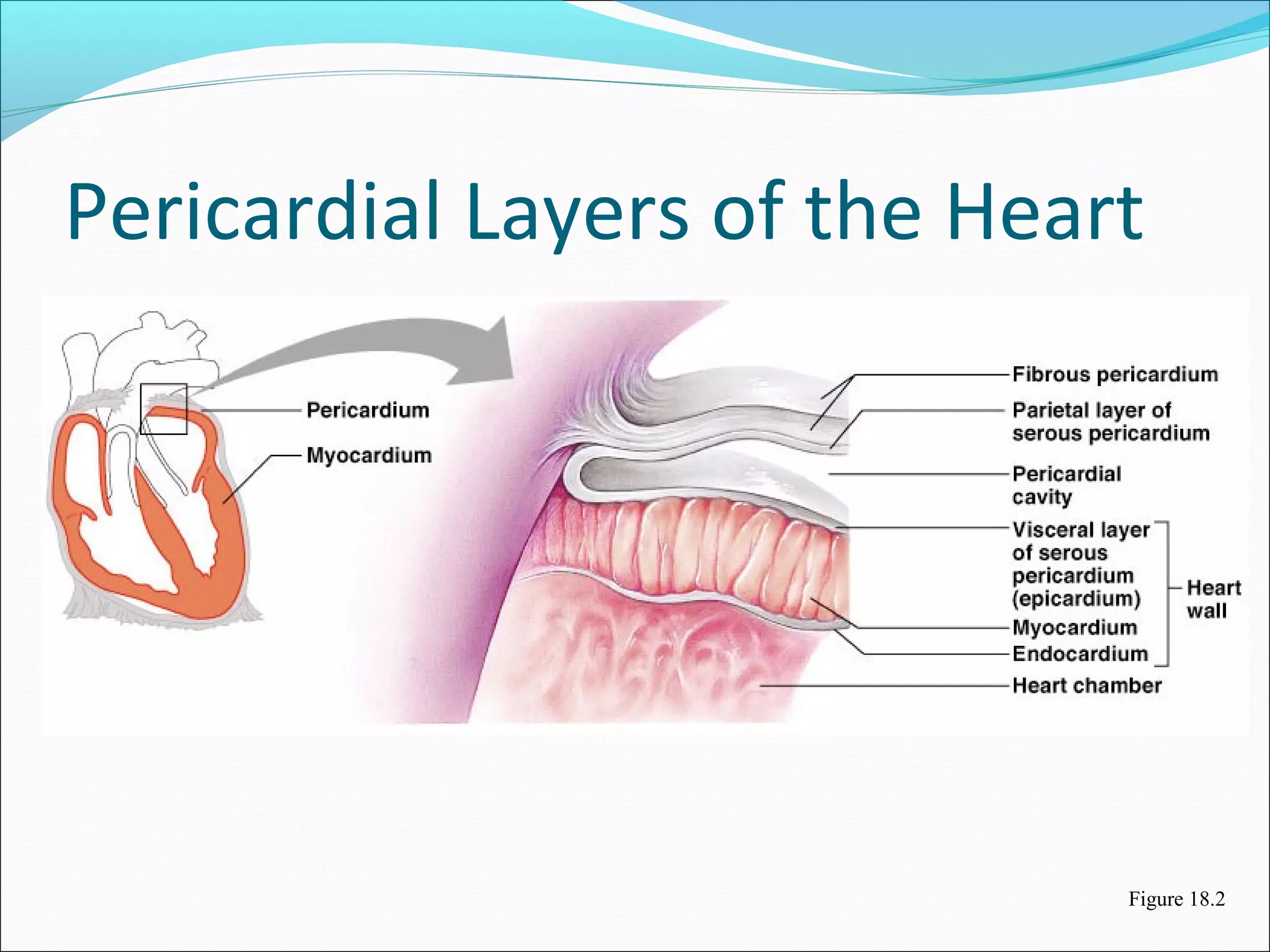 Heart anatomy | PPT