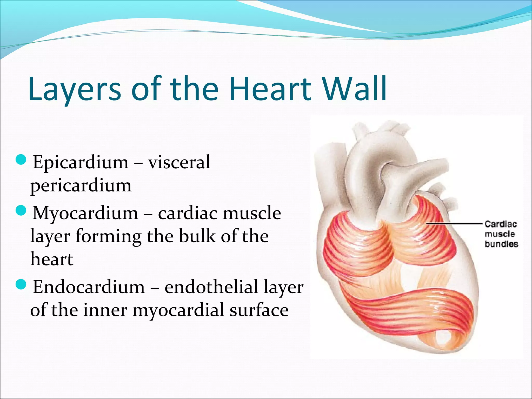 Heart anatomy | PPT