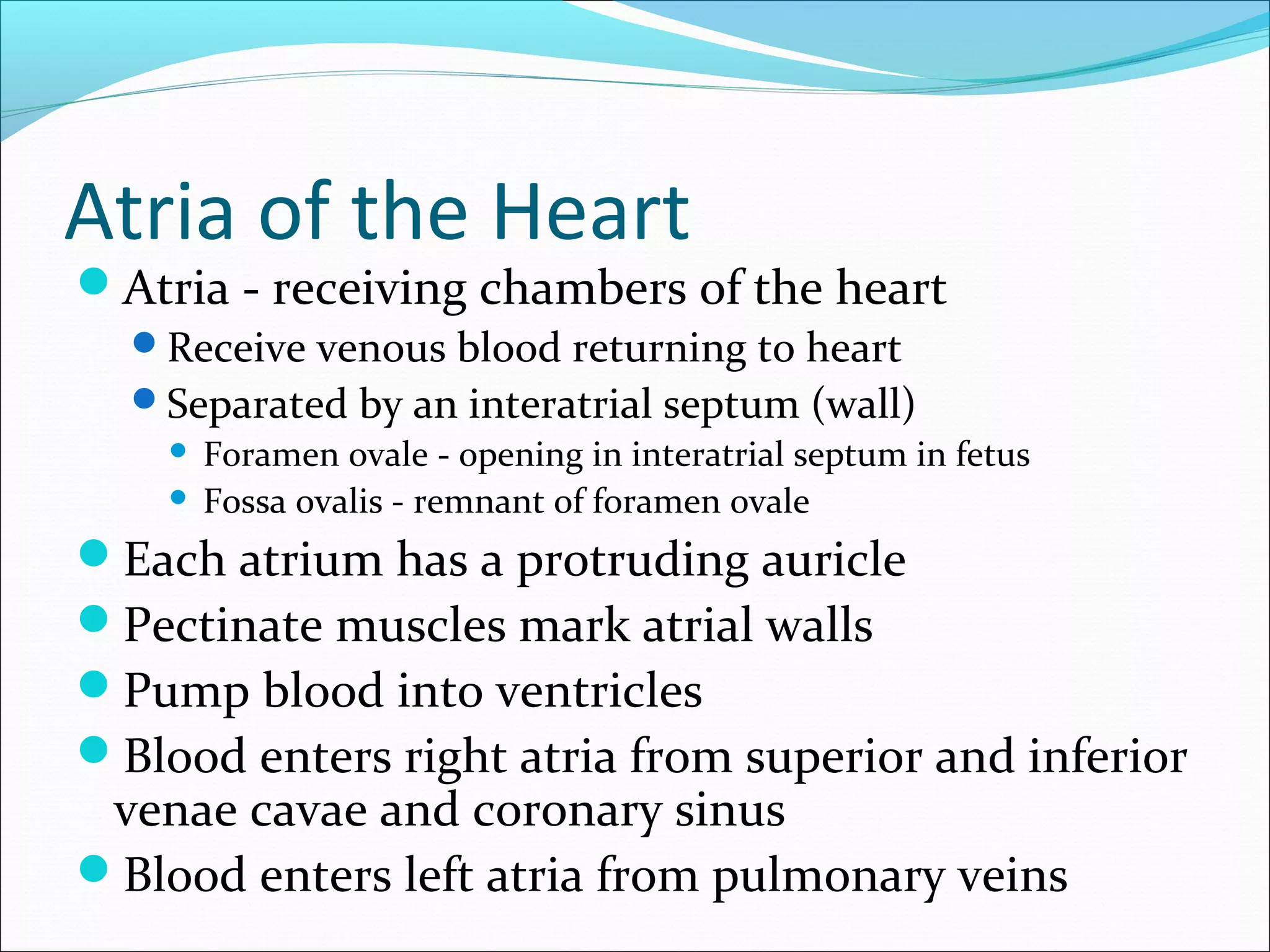 Heart anatomy | PPT
