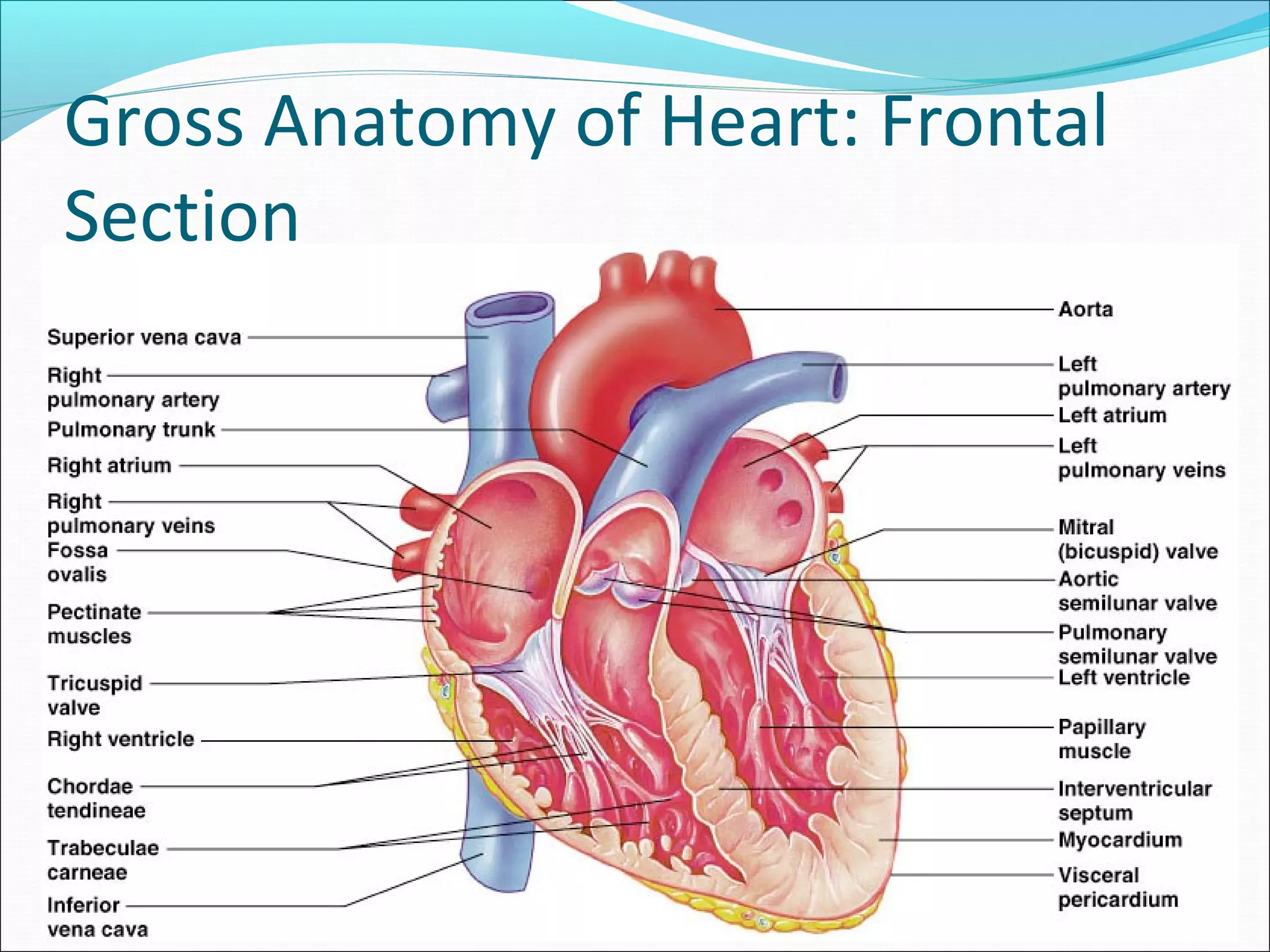 Heart anatomy | PPT