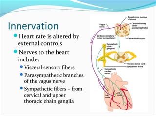 Heart anatomy | PPT