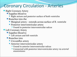 Heart anatomy | PPT