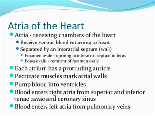 Heart anatomy | PPT