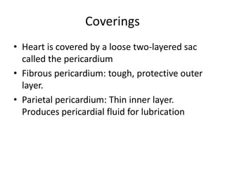 Heart anatomy | PPTX