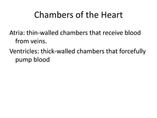 Heart anatomy | PPTX