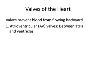 Heart anatomy | PPTX
