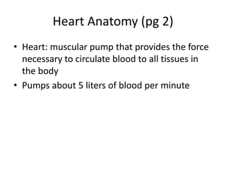 Heart anatomy | PPTX