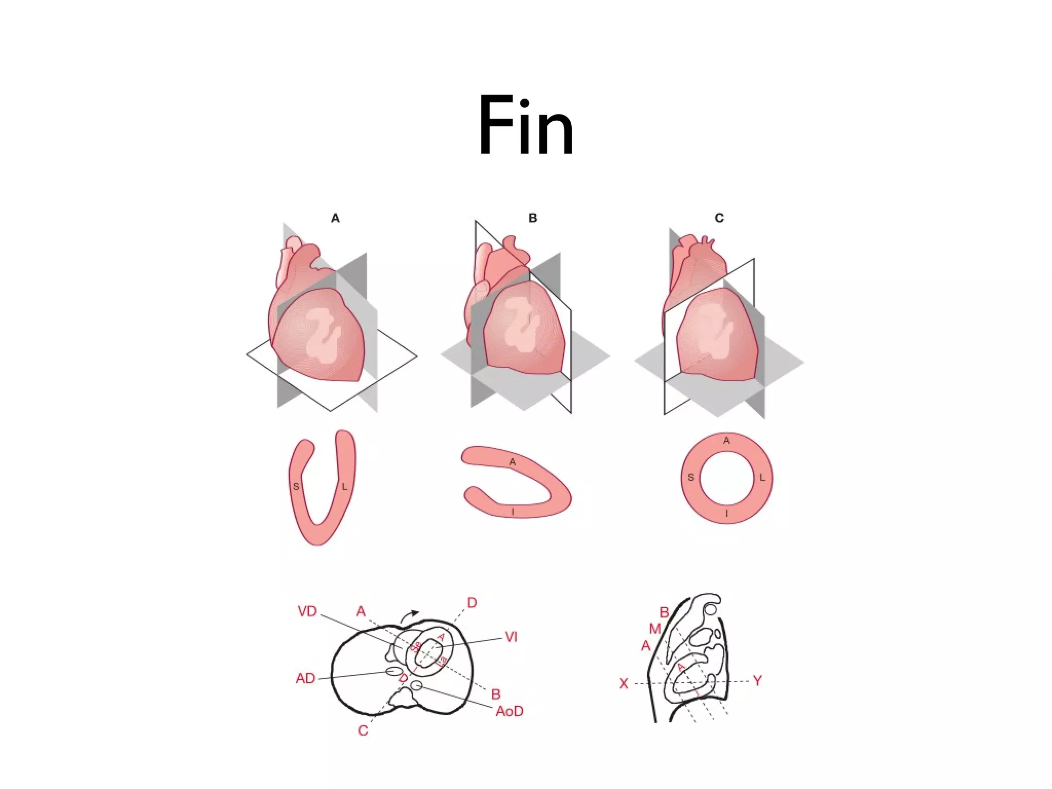Anatomía del corazón | PPT