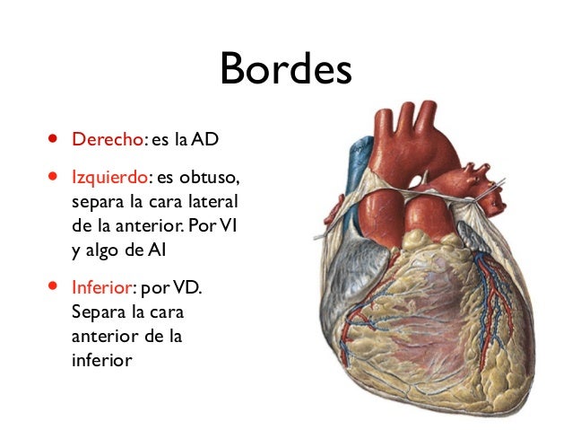 Anatomía del corazón