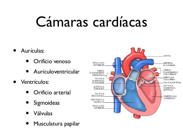 Anatomía del corazón