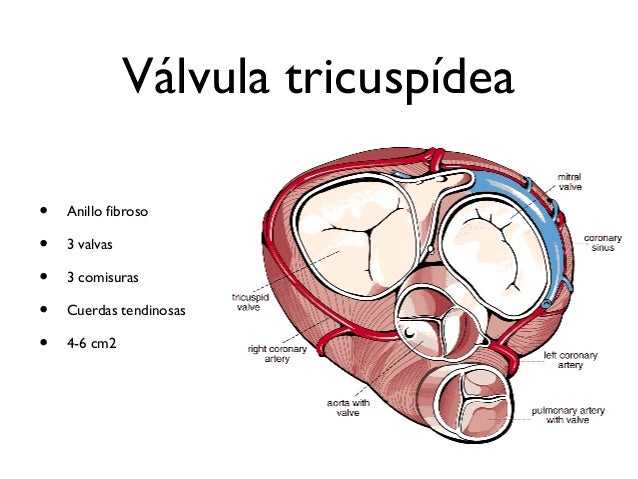 Anatomía del corazón