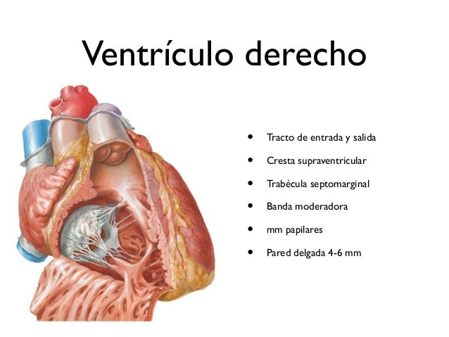 Anatomía del corazón