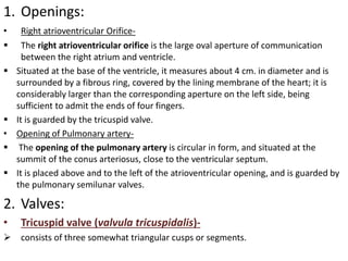 Anatomy of Heart..!! | PPTX