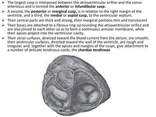 Anatomy of Heart..!! | PPTX