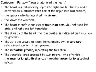 Anatomy of Heart..!! | PPTX