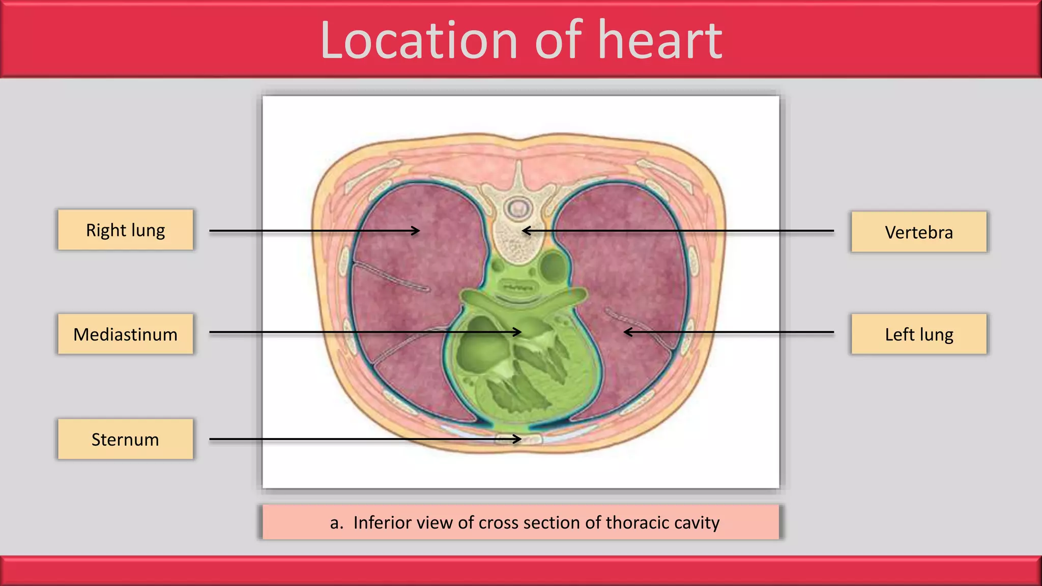 Heart Anatomy | PPTX