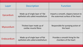 Heart Anatomy | PPTX