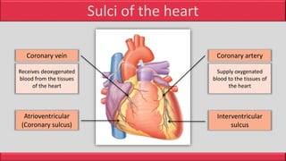 Heart Anatomy | PPTX