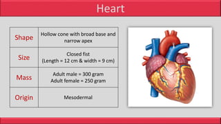 Heart Anatomy | PPTX
