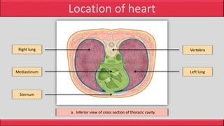 Heart Anatomy | PPTX