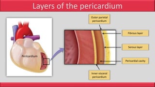 Heart Anatomy | PPTX