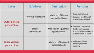 Heart Anatomy | PPTX