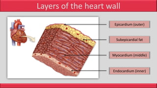 Heart Anatomy | PPTX