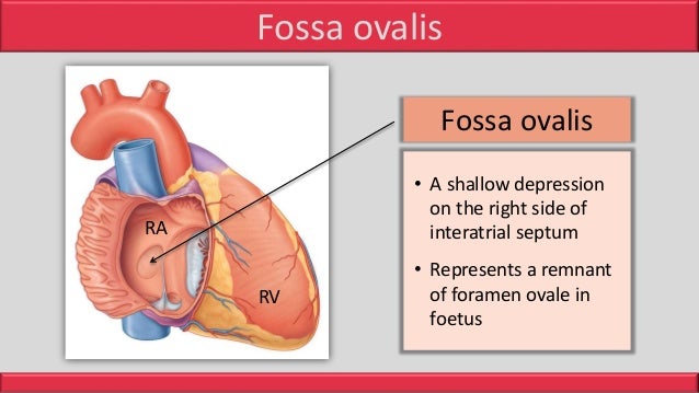 Interatrial Septum Fossa Ovalis
