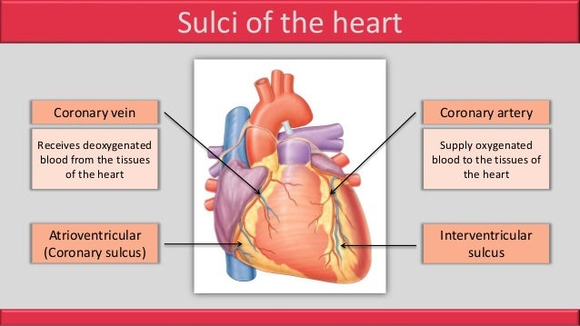 1 - Heart anatomy