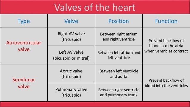 Function Of The Atrioventricular And Semilunar Valves