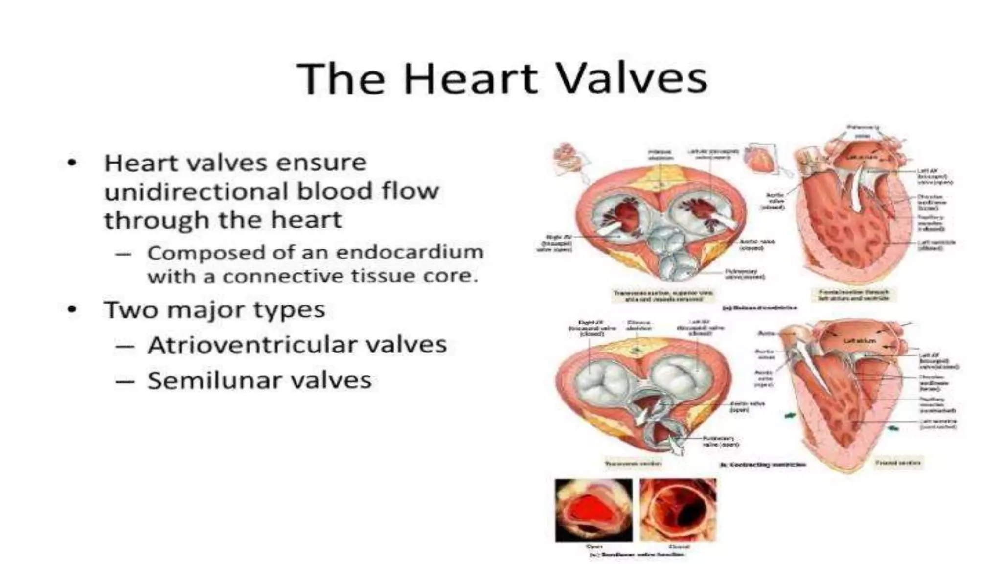 Heart anatomy | PPTX