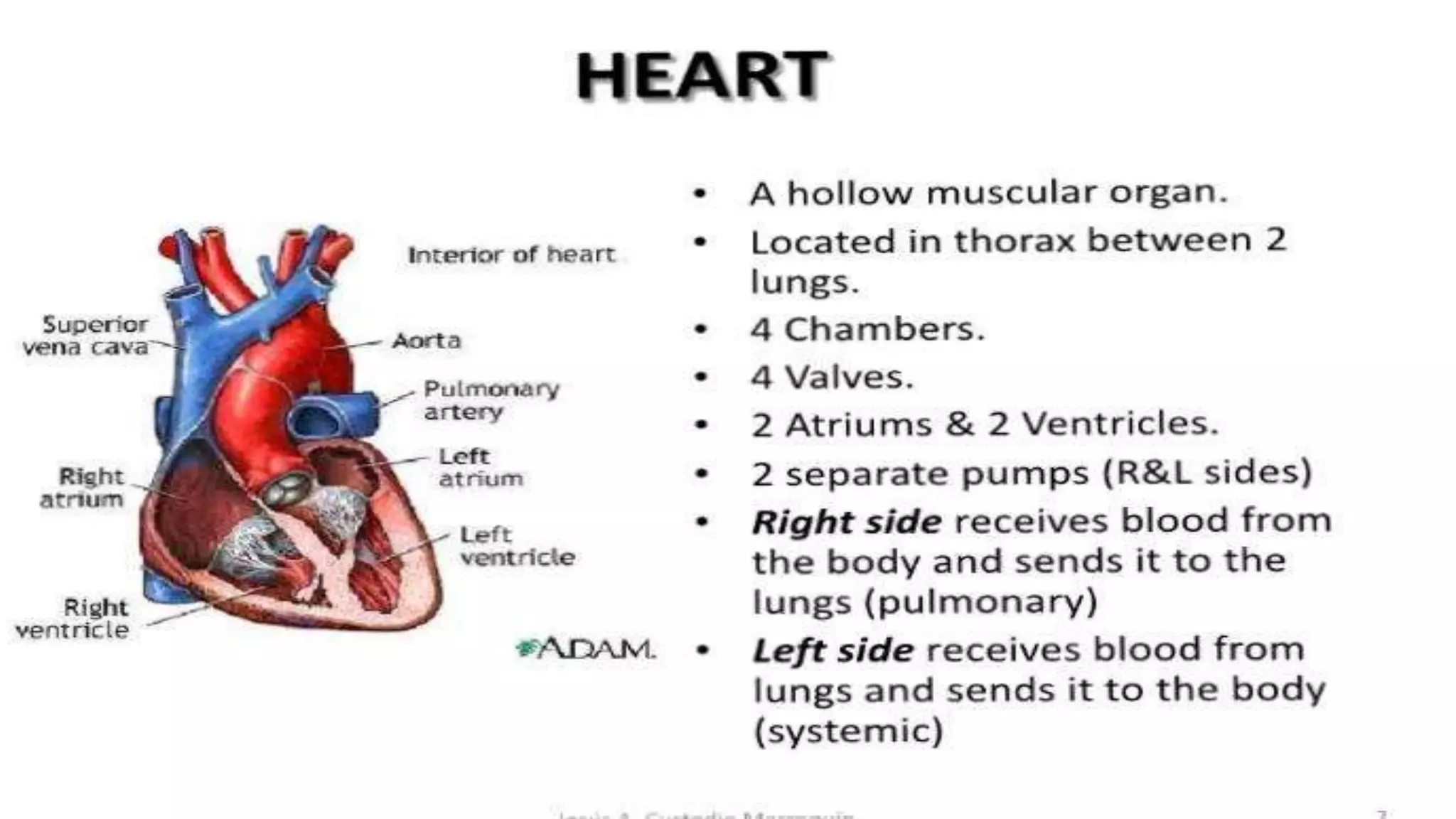 Heart anatomy | PPTX