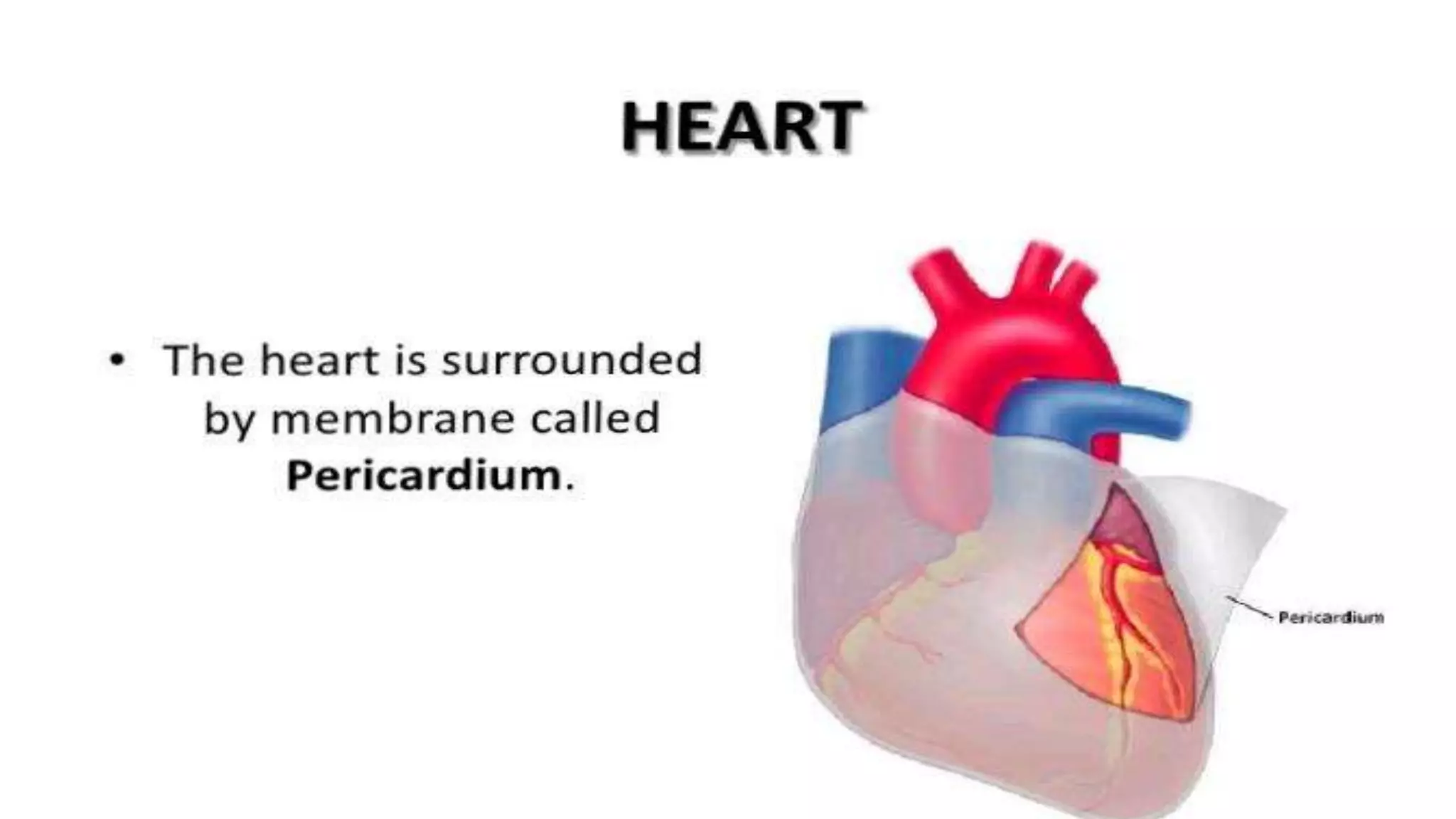 Heart anatomy | PPTX