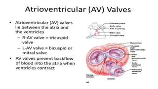 Heart anatomy | PPTX