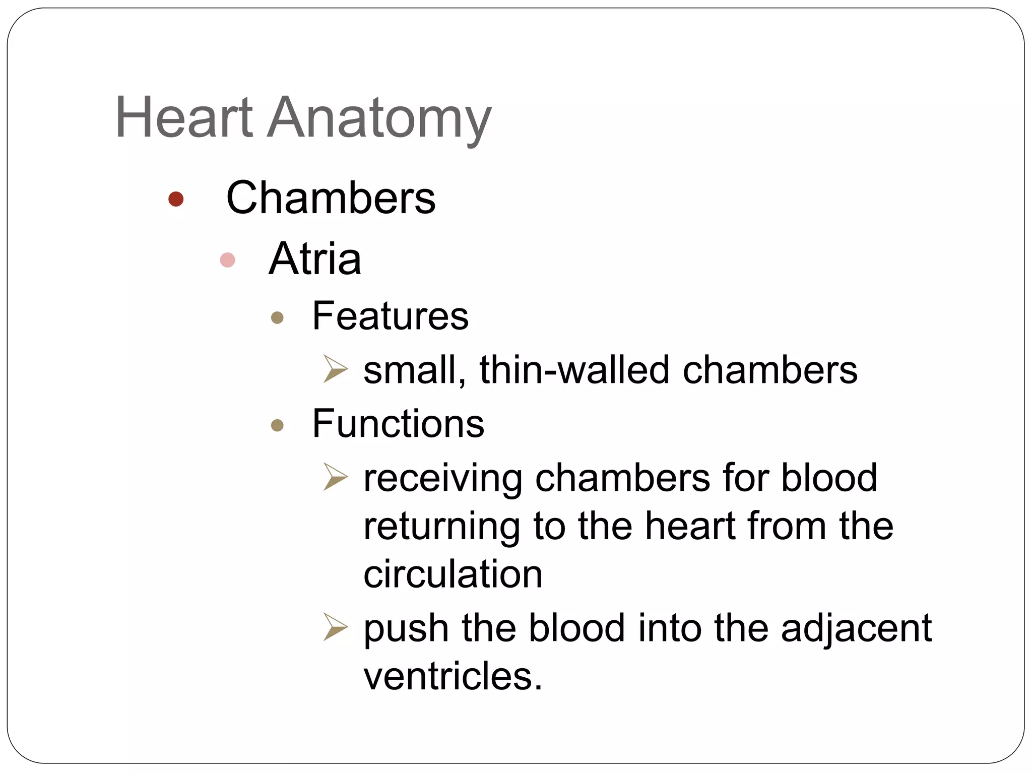 heart anatomy.ppt