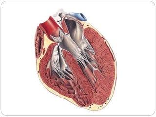 heart anatomy.ppt