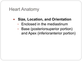 heart anatomy.ppt
