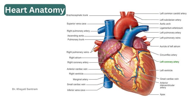 heart anatomy by dr khayati santram.pdf