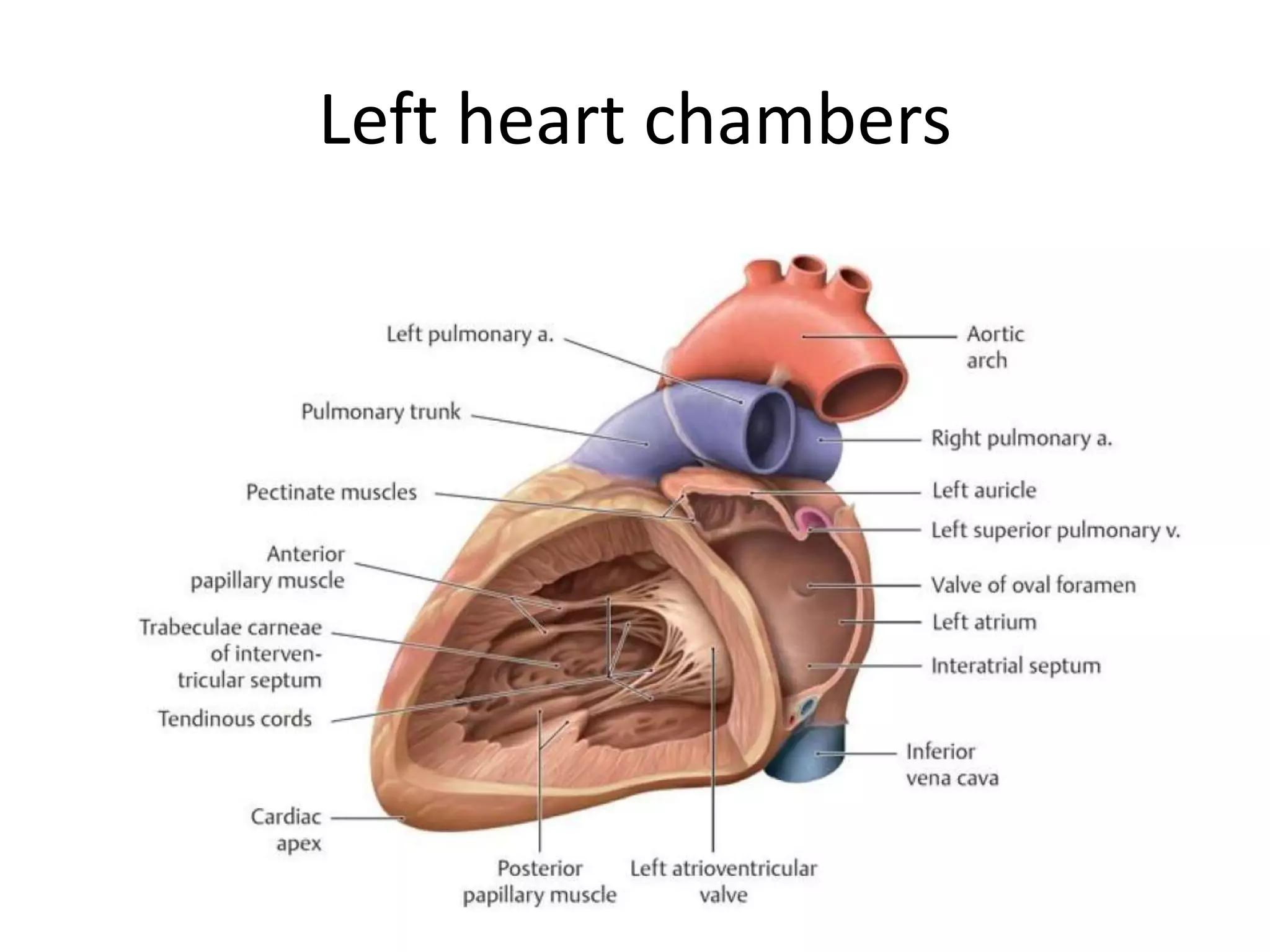 Heart Anatomy.pptx