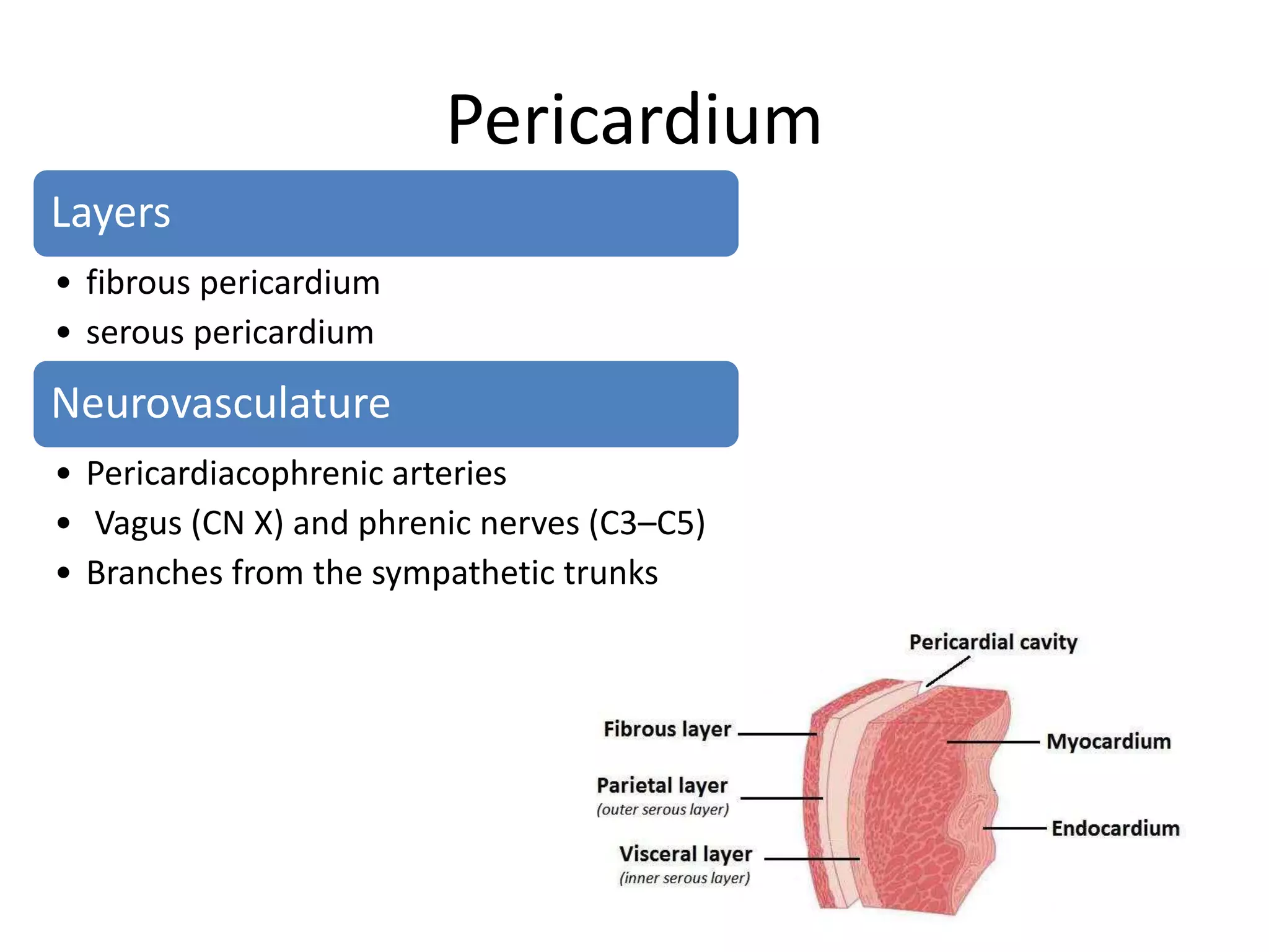 Heart Anatomy.pptx