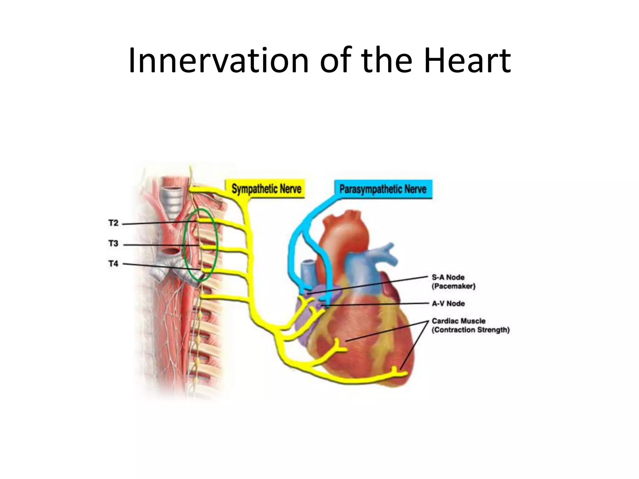 Heart Anatomy.pptx