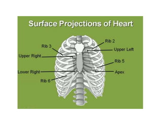 Heart Anatomy.pptx