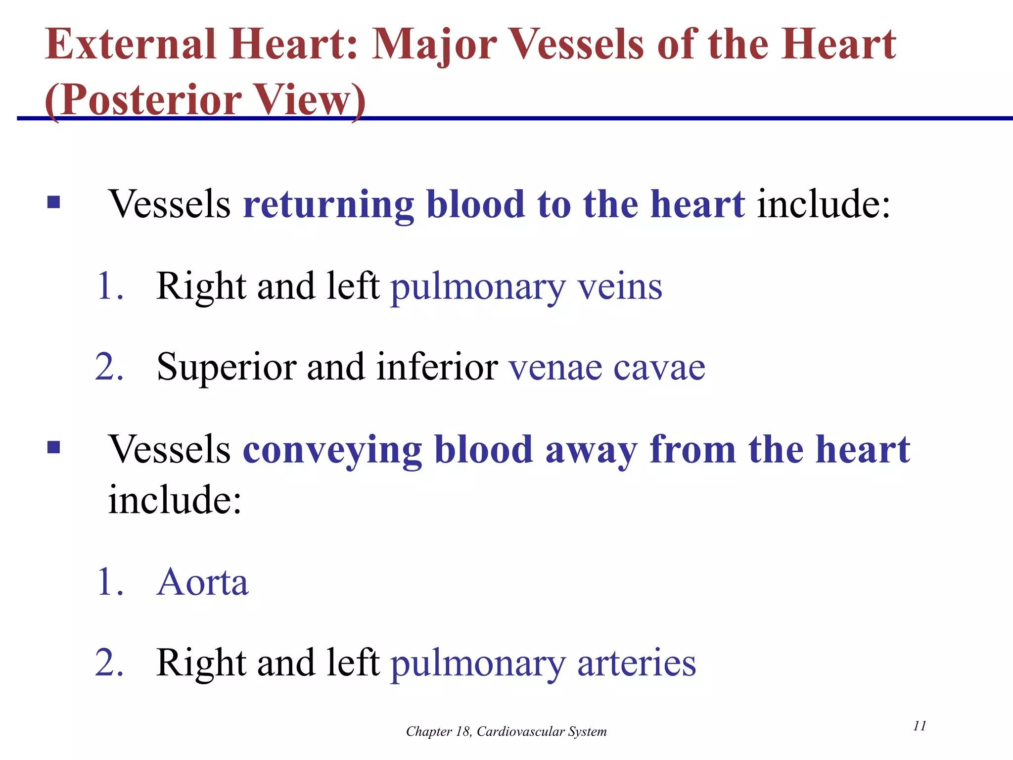 heart anatomy.ppt