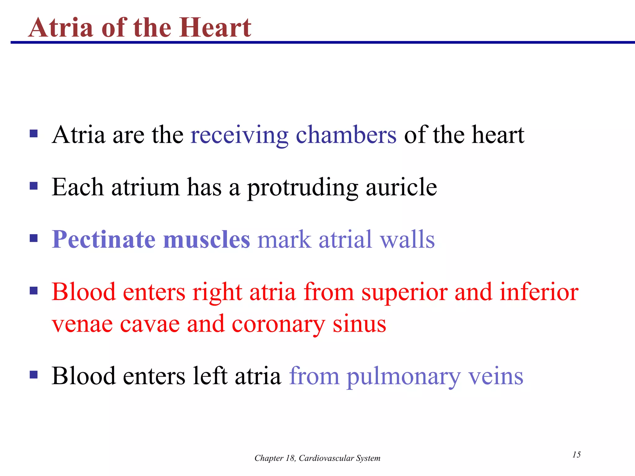 heart anatomy.ppt