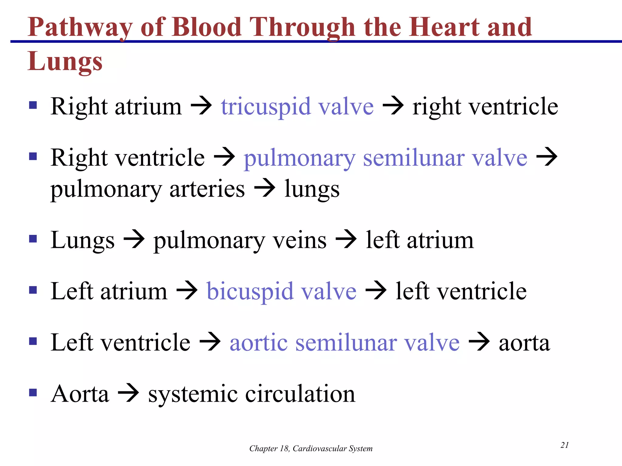 heart anatomy.ppt