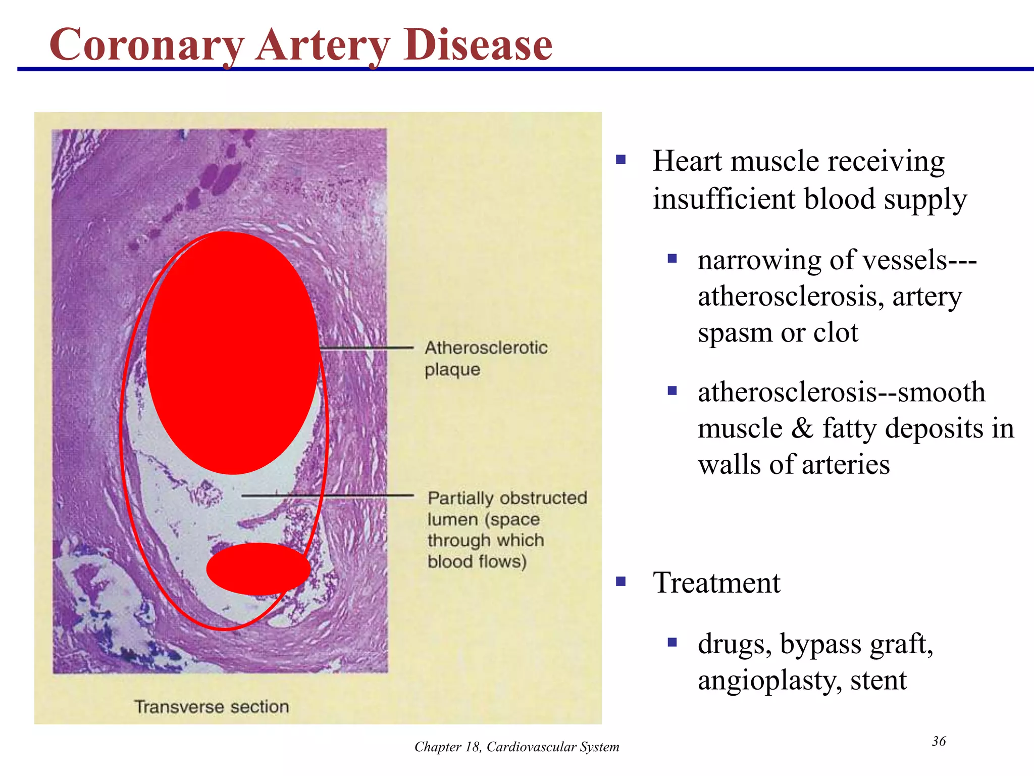 heart anatomy.ppt