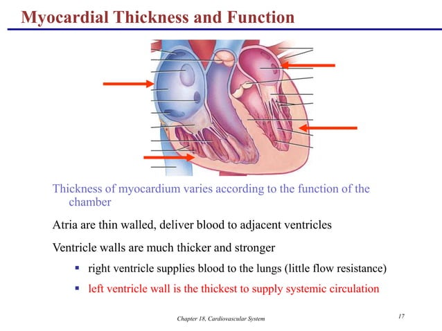 heart anatomy.ppt