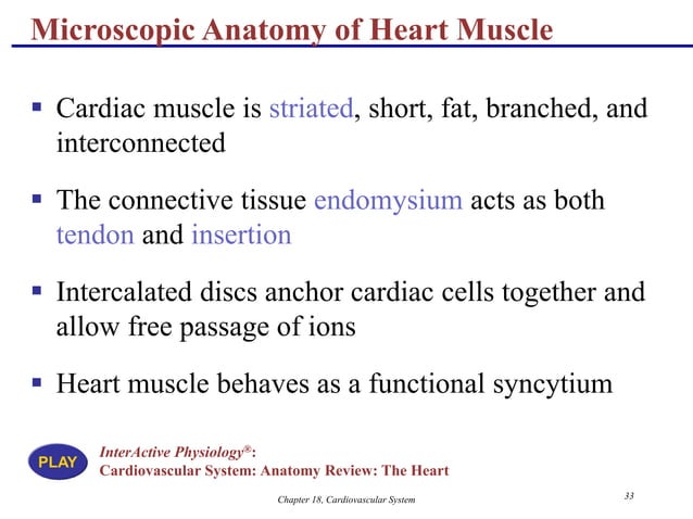 heart anatomy.ppt