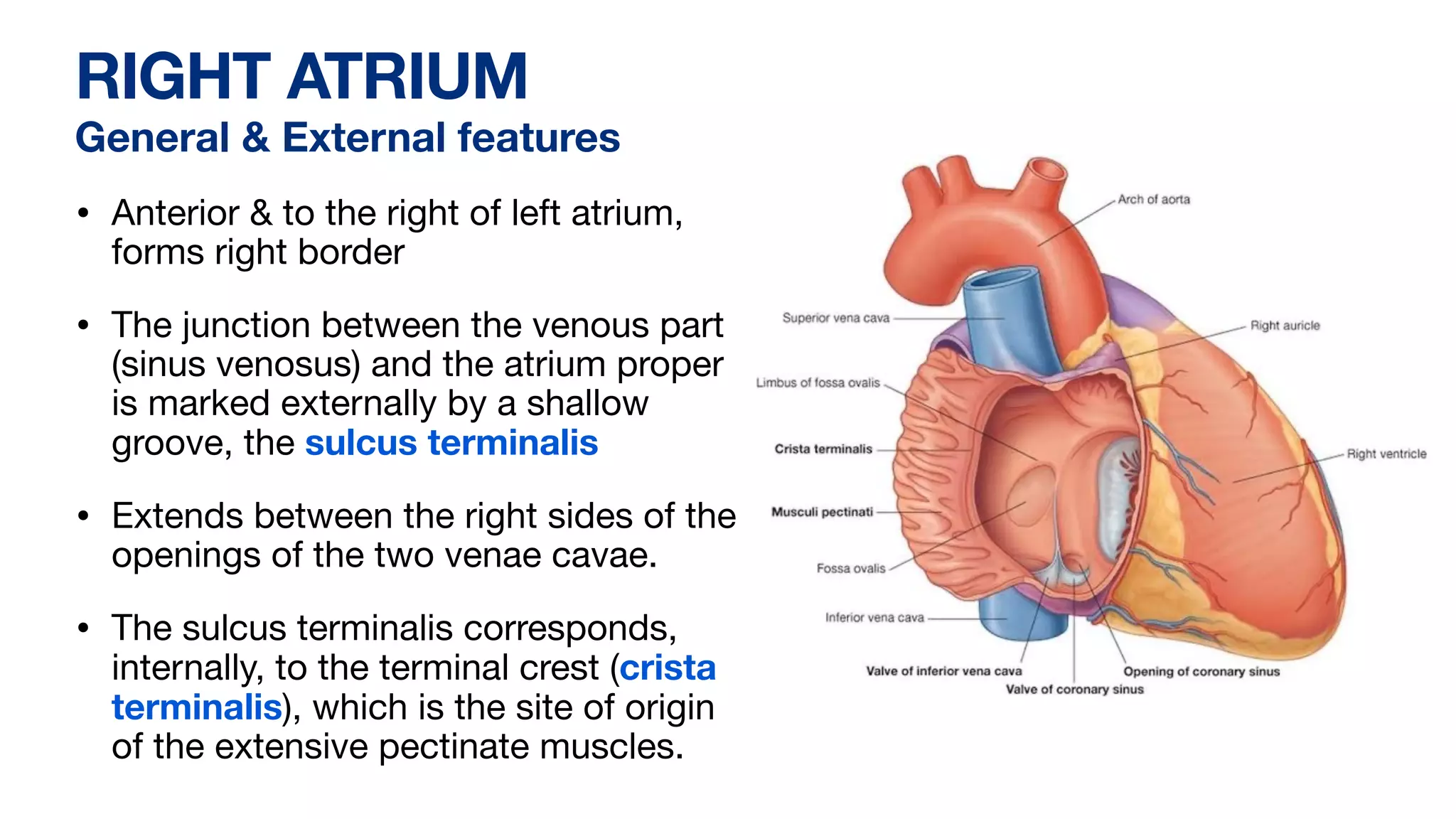 Heart Anatomy- Dr. Sonalika.pdf