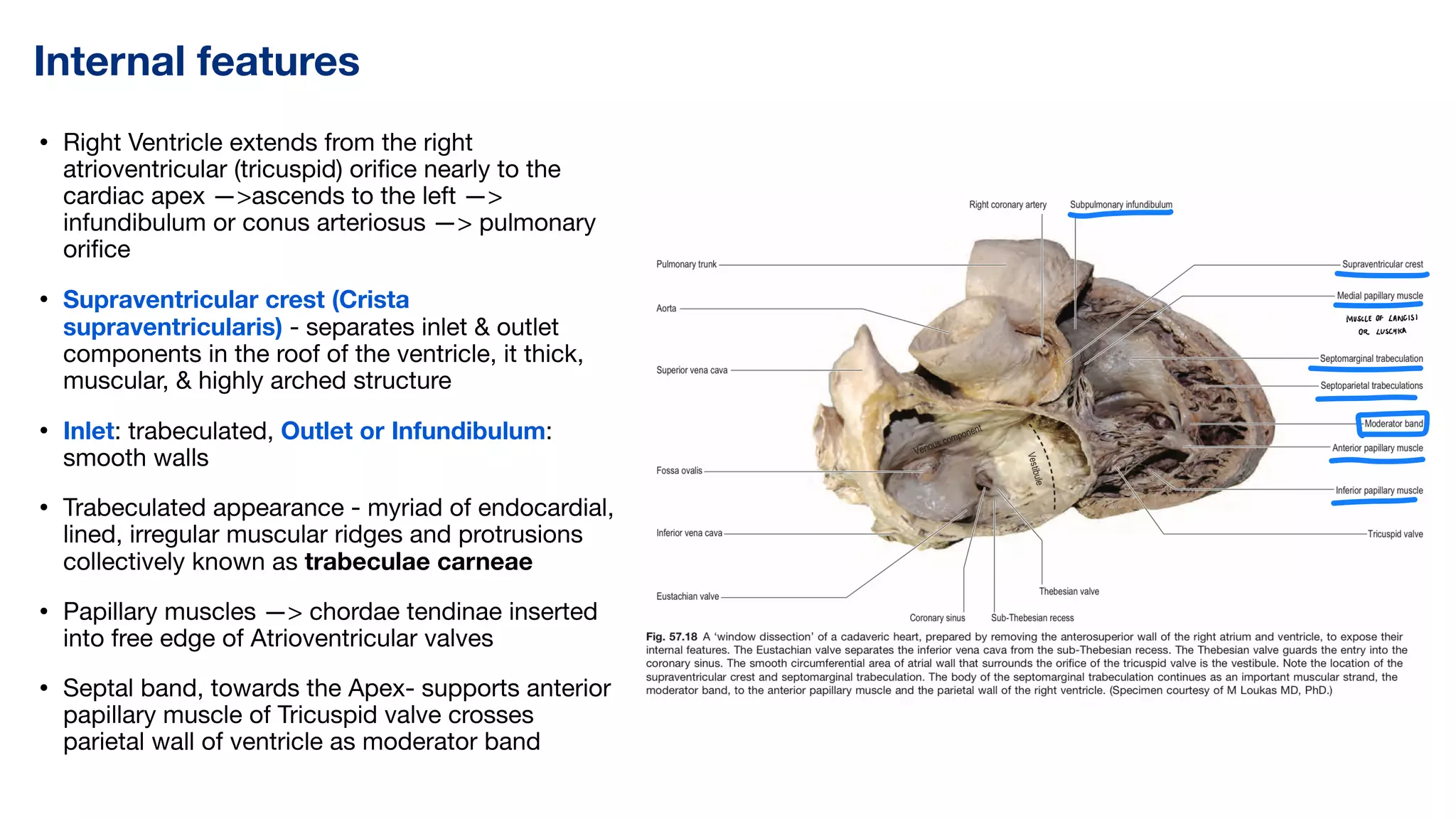 Heart Anatomy- Dr. Sonalika.pdf